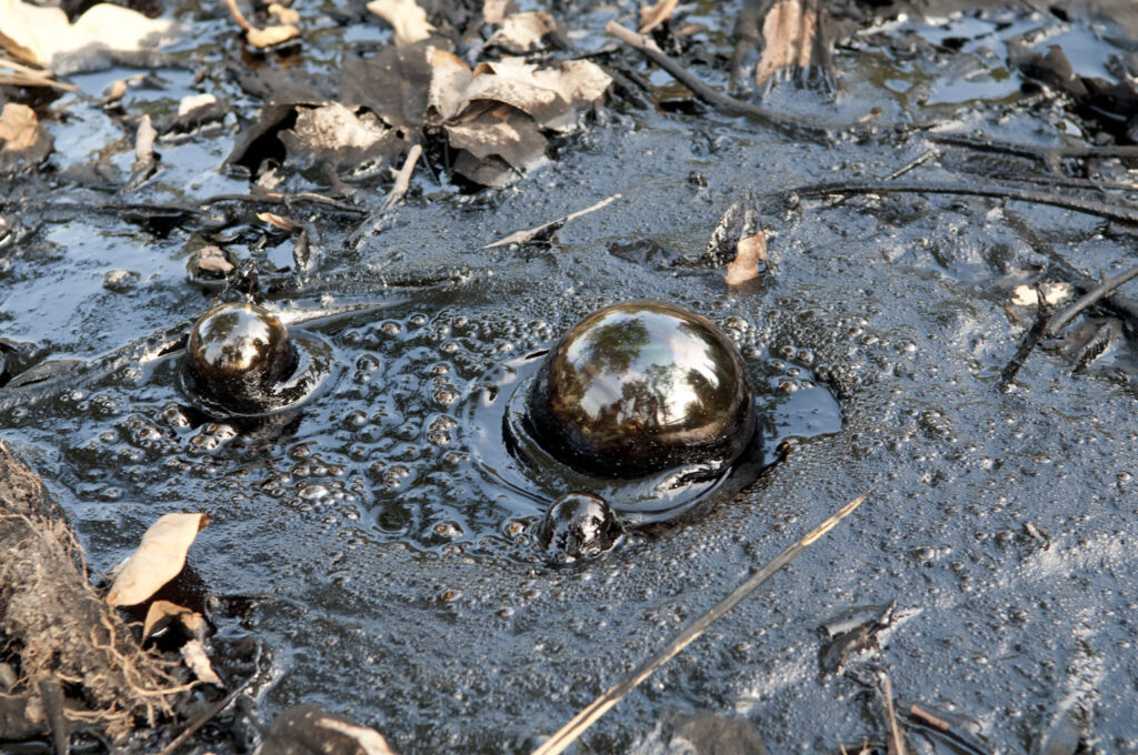 Extinction of Southern California Megafauna a Result of Climate Change ...